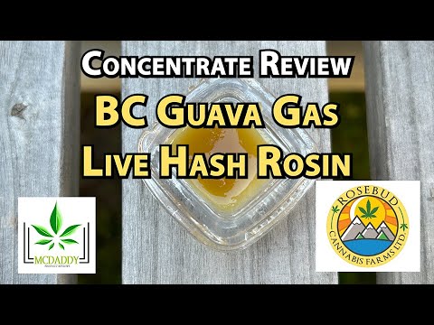 Concentrate Review - BC Guava Gas Live Hash Rosin - Rosebud Farms - YouTube
