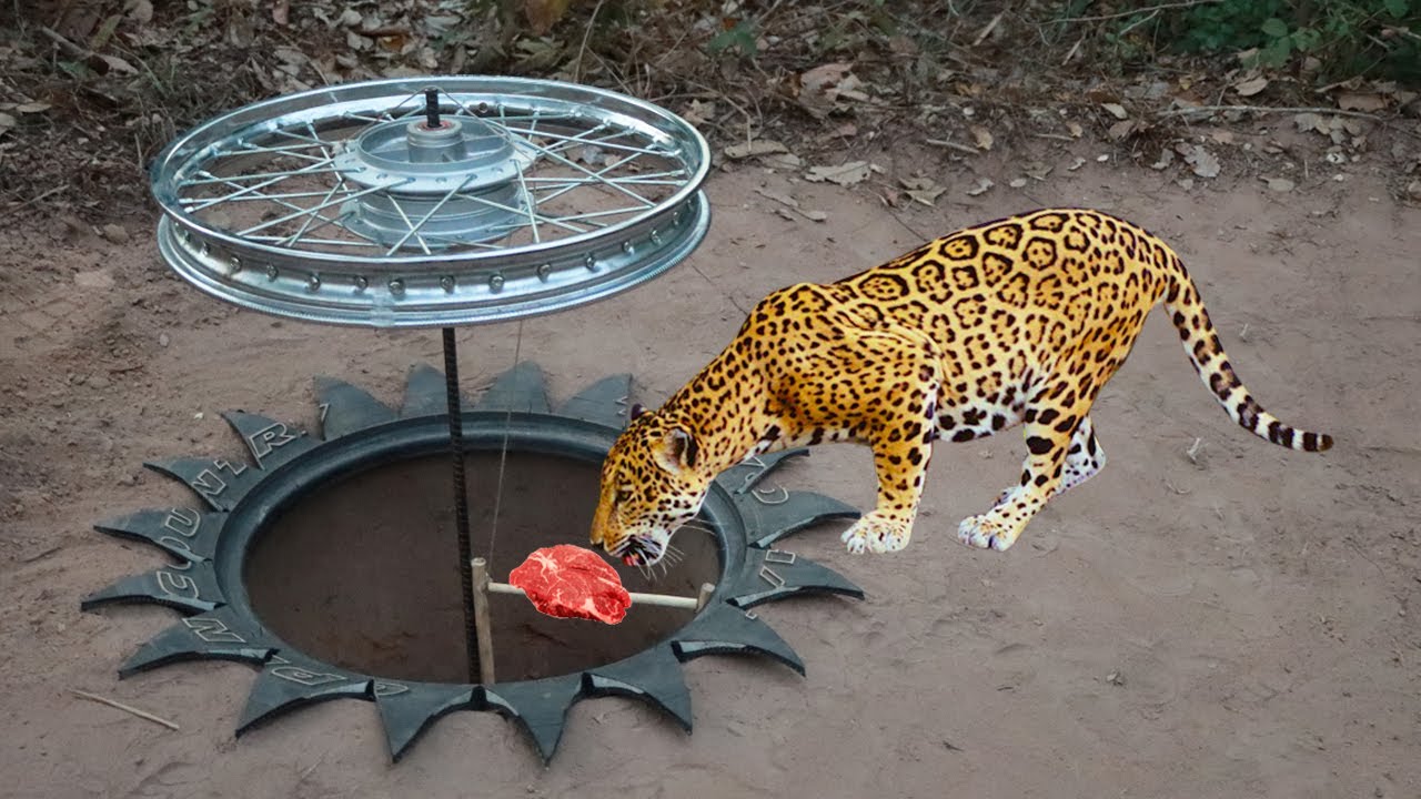Installing Quick Powerful Tiger Trap Using Motorcycle Wheel Fall On ...