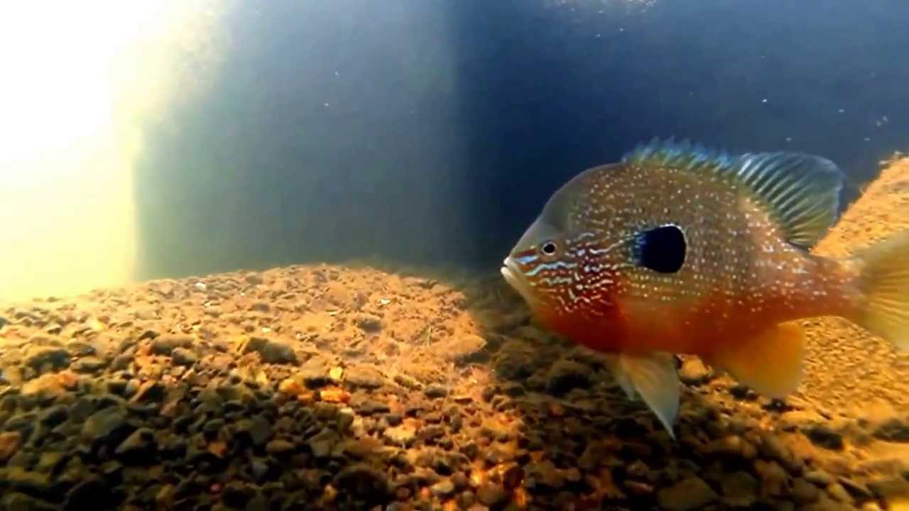 Lower Mountain Fork River Long Eared Sunfish - YouTube