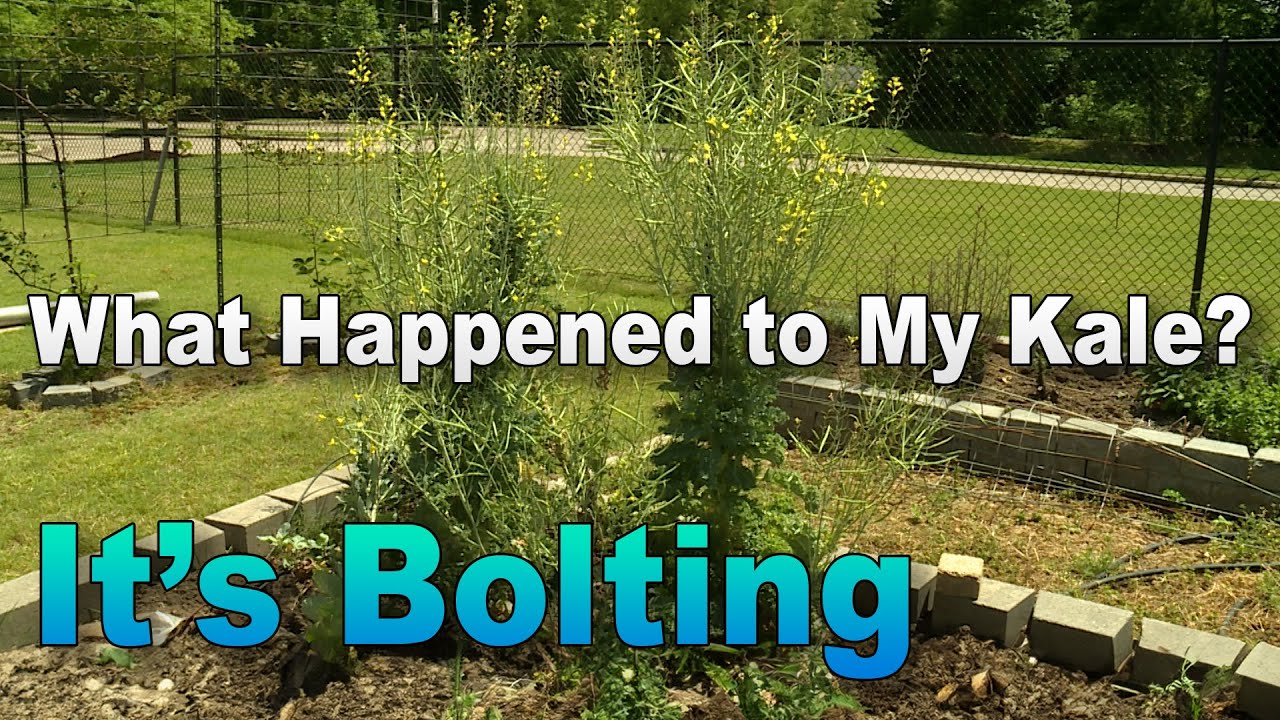 Understanding Vegetable Bolting -- Flowering Brassica Plants - YouTube