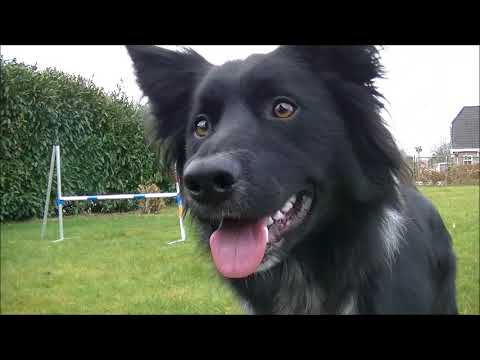 SPAM agility training - YouTube