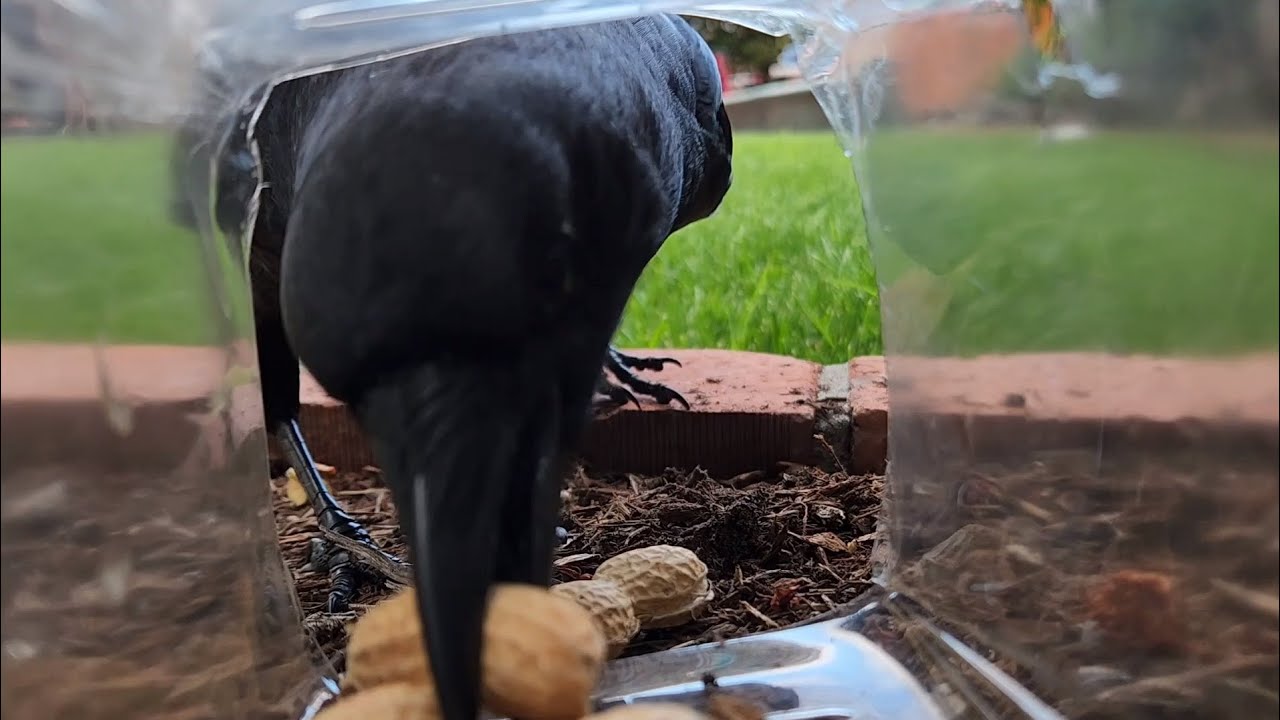 Playing GAMES With A WILD CROW! | How Smart Are They? - YouTube