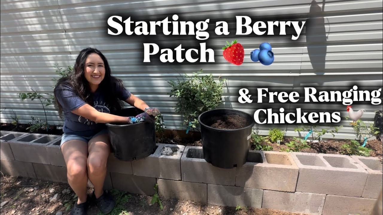 Planting a Berry Patch and Free Ranging Chickens - YouTube