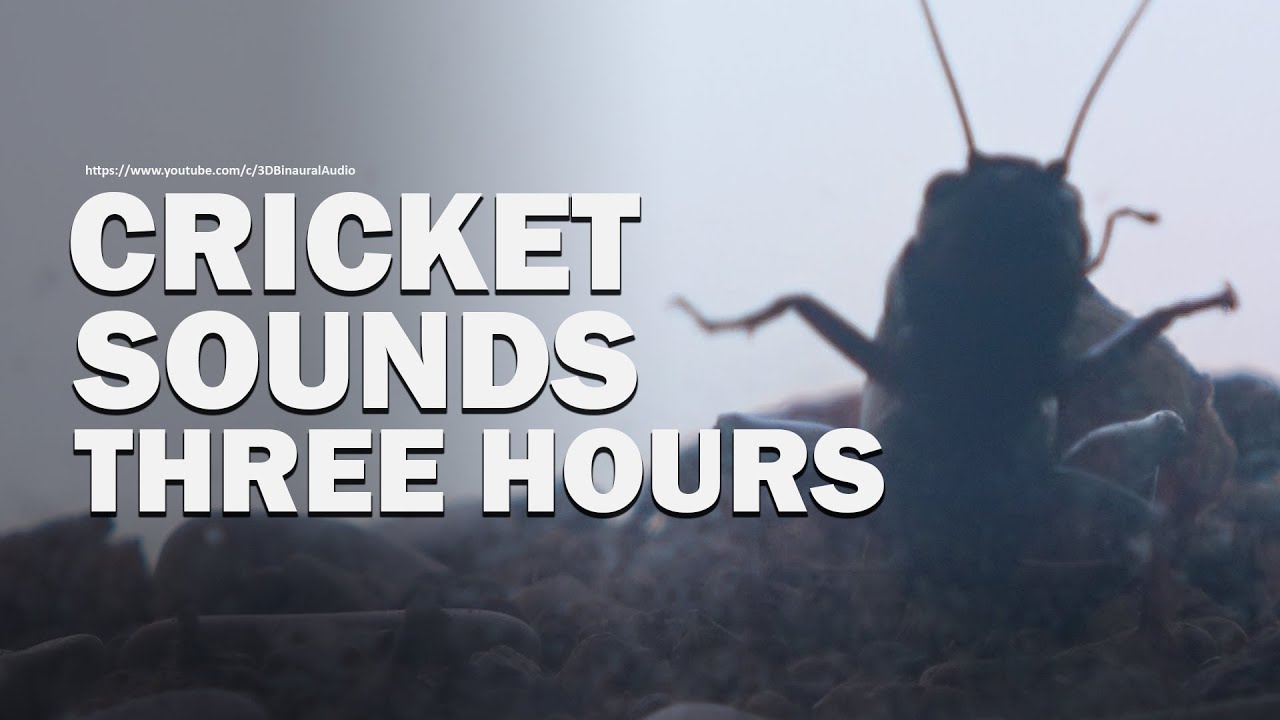 Cricket Sounds | Background Noise | 3 Hour No Loop - YouTube
