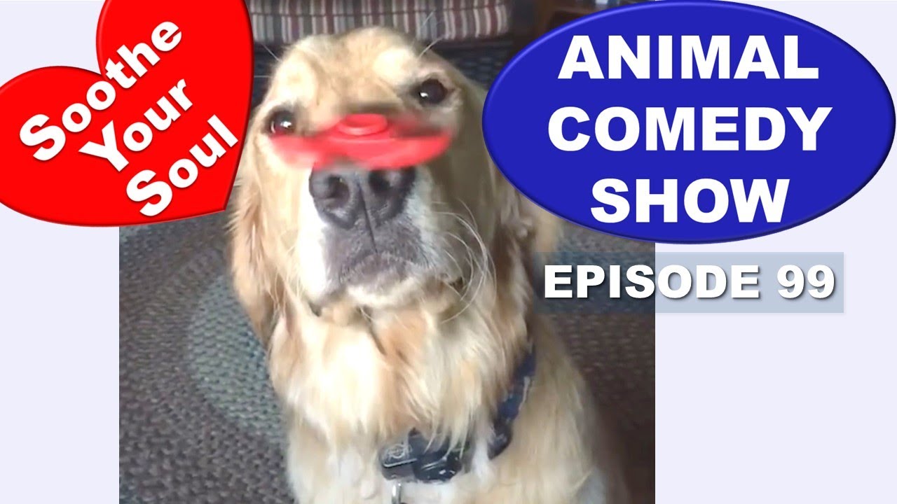 Animal Comedy Show EPISODE 99 - YouTube