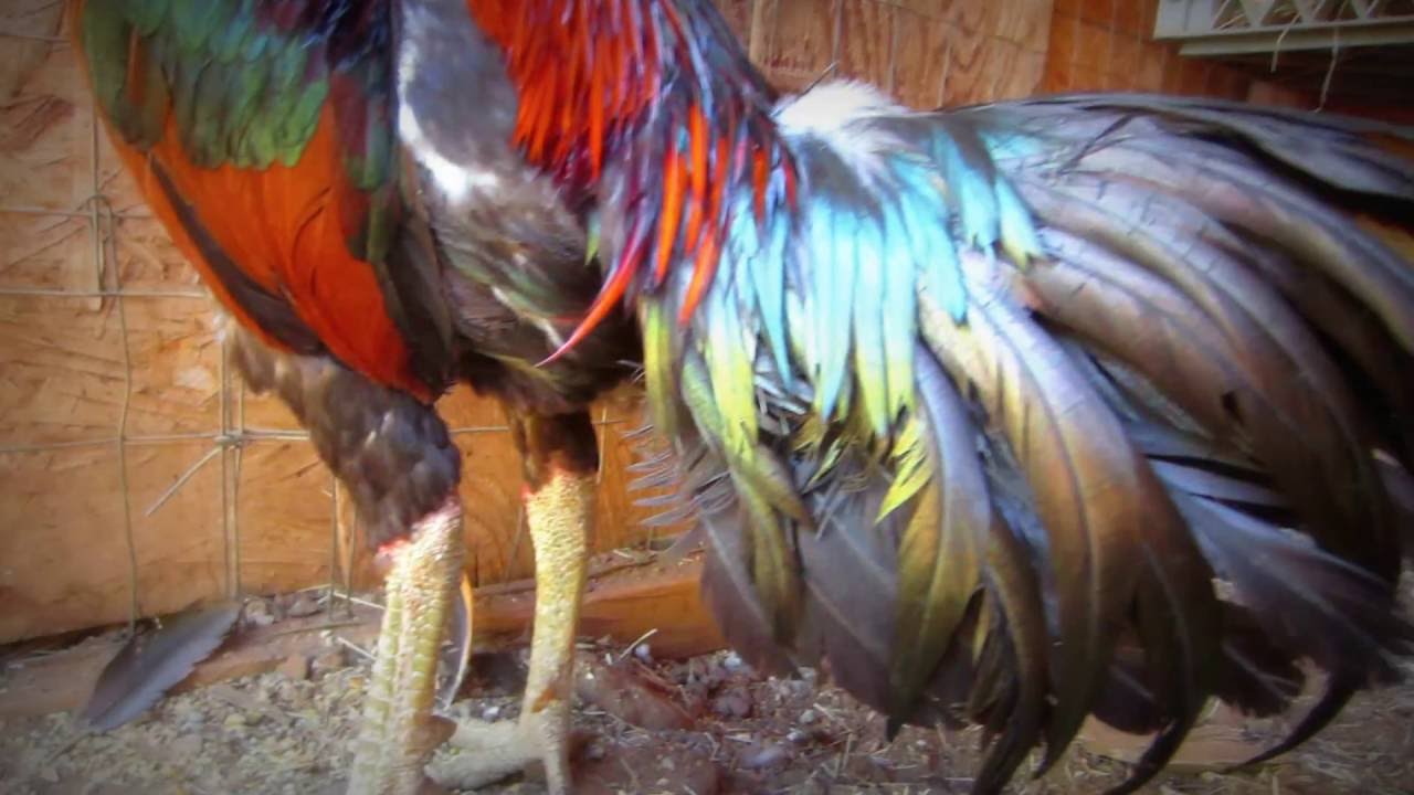 Saigon Green Legged Rooster - YouTube
