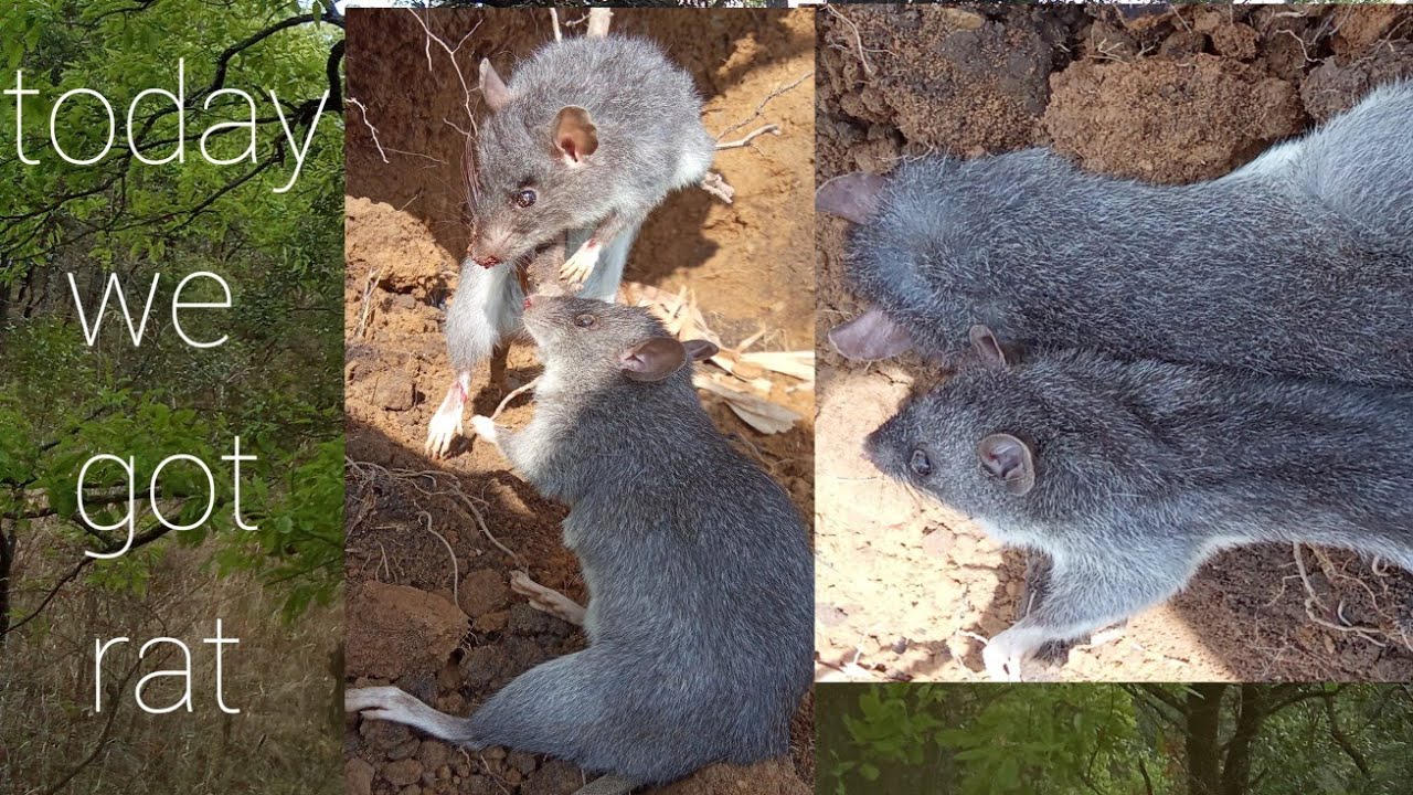 village life/ digging wild rat into deep forest... - YouTube
