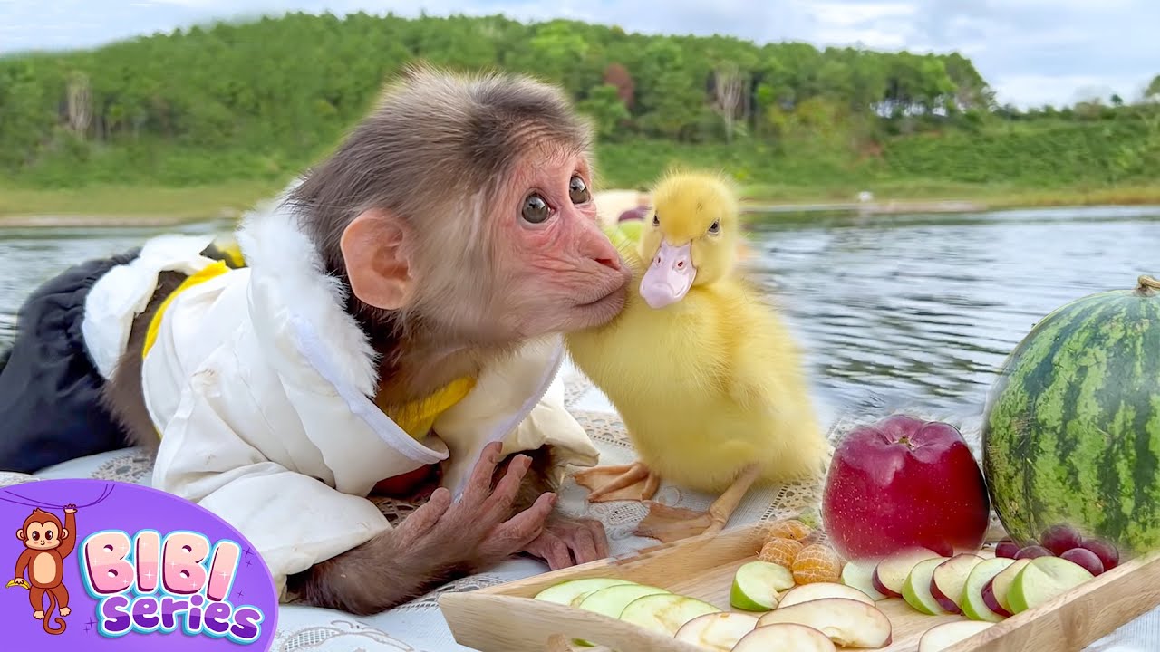 Bibi takes duckling to an outdoor fruit party - YouTube