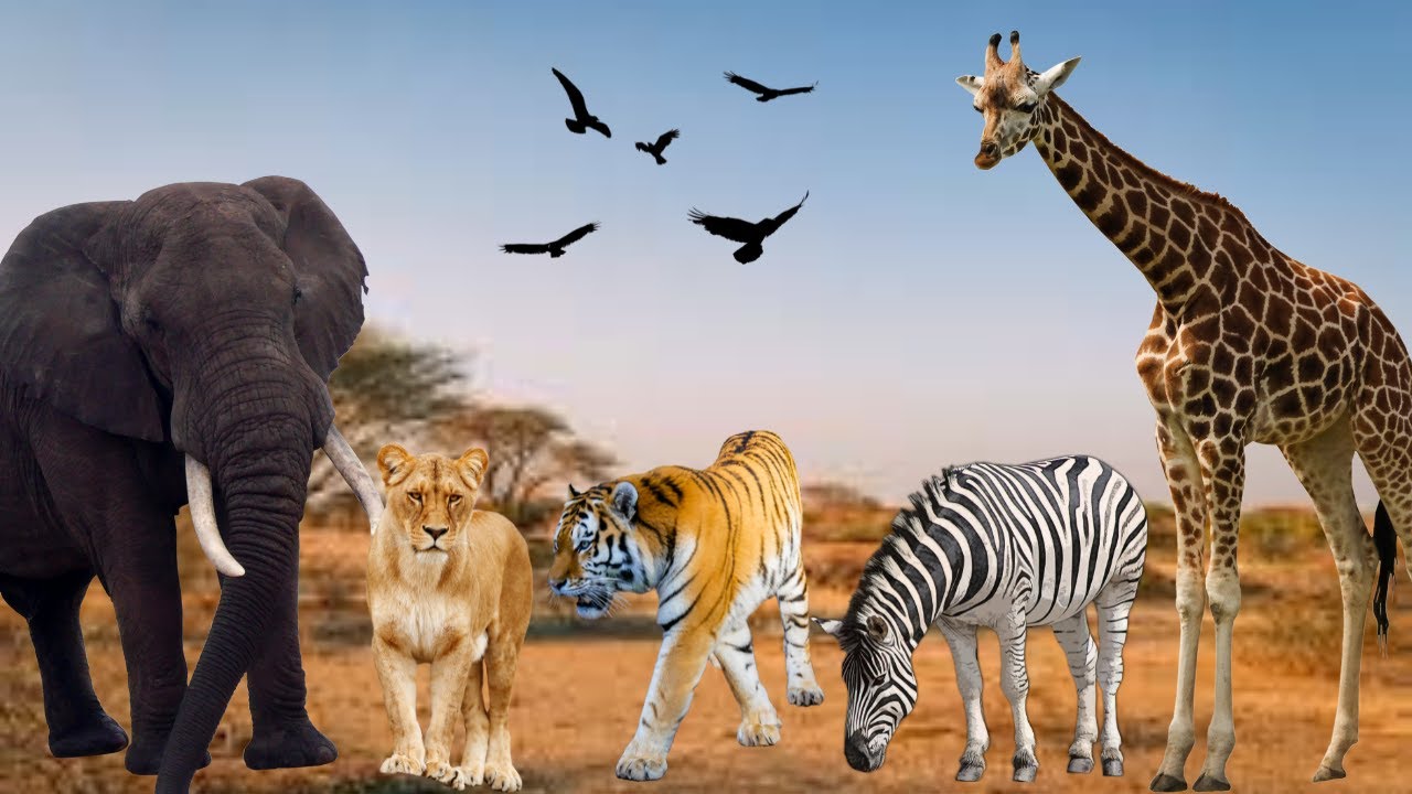 SERUNYA HEWAN DIALAM LIAR GAJAH, HARIMAU, KERBAU, RUSA, ZEBRA, KATAK ...