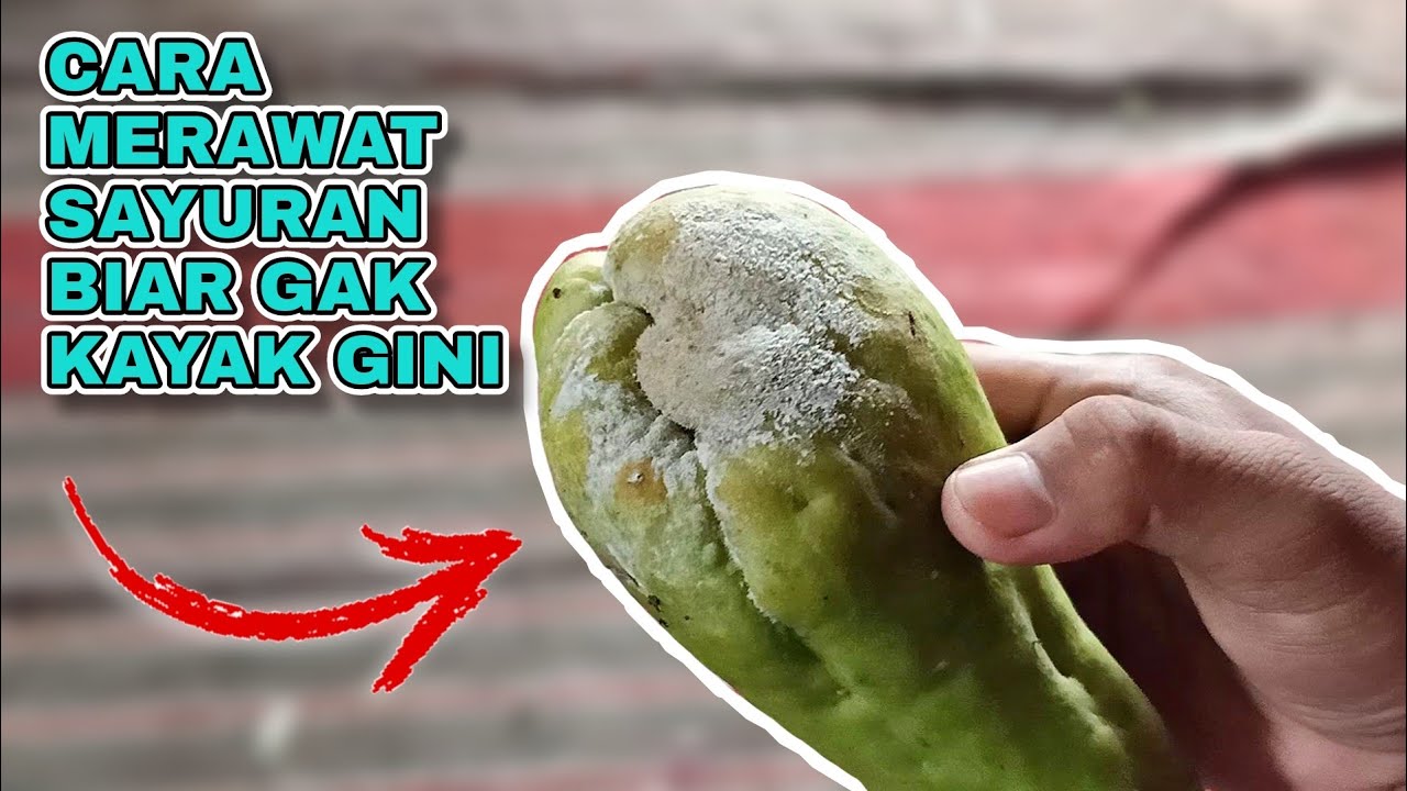 Cara Merawat Sayuran Dimusim Penghujan,, Biar Gak Cepat Busuk ...