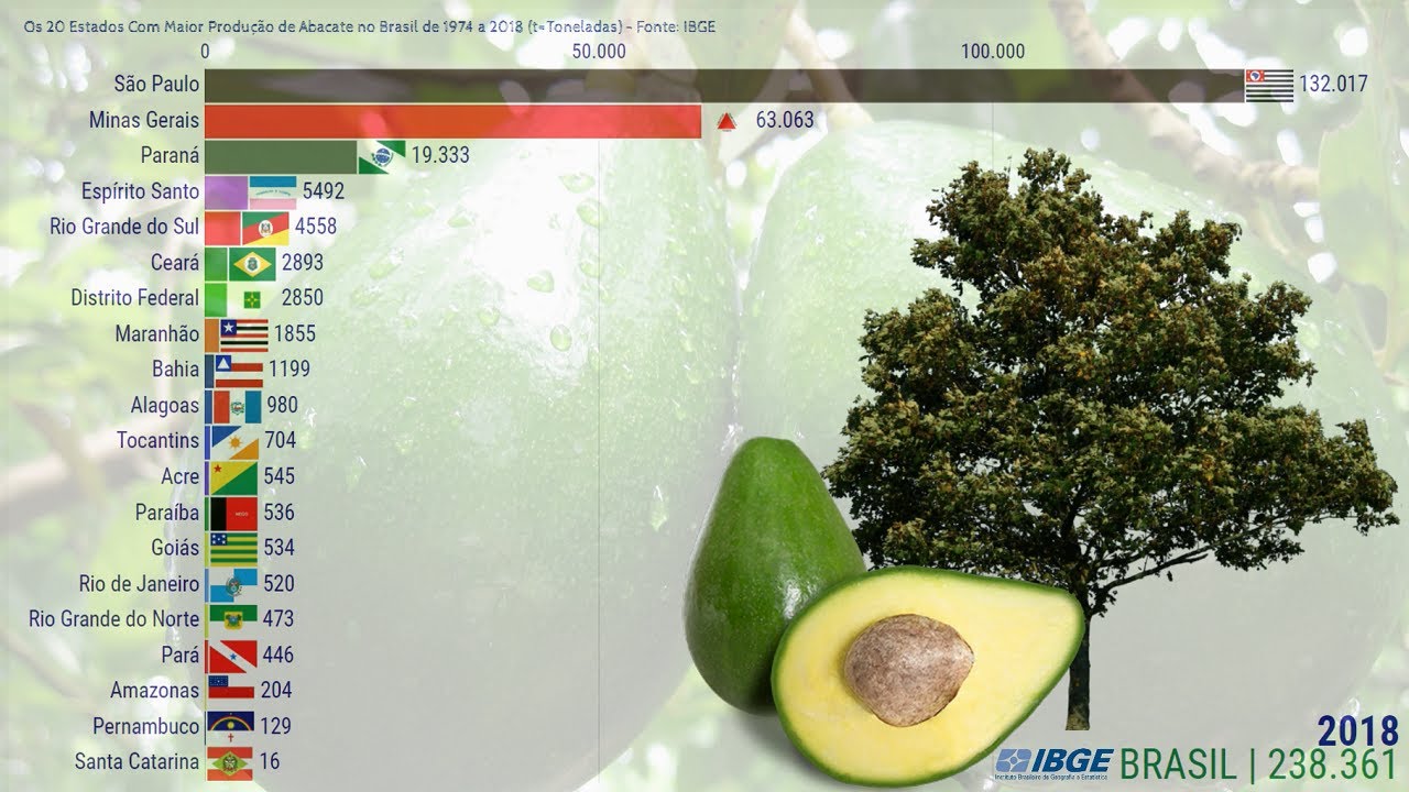 Os Maiores Produtores de Abacate do Brasil - YouTube