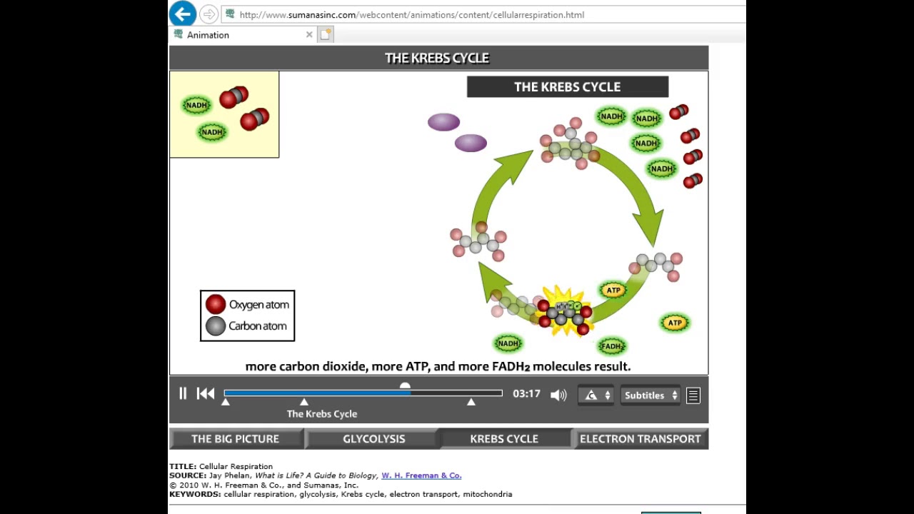 Sumanas Cell Respiration Animation - YouTube