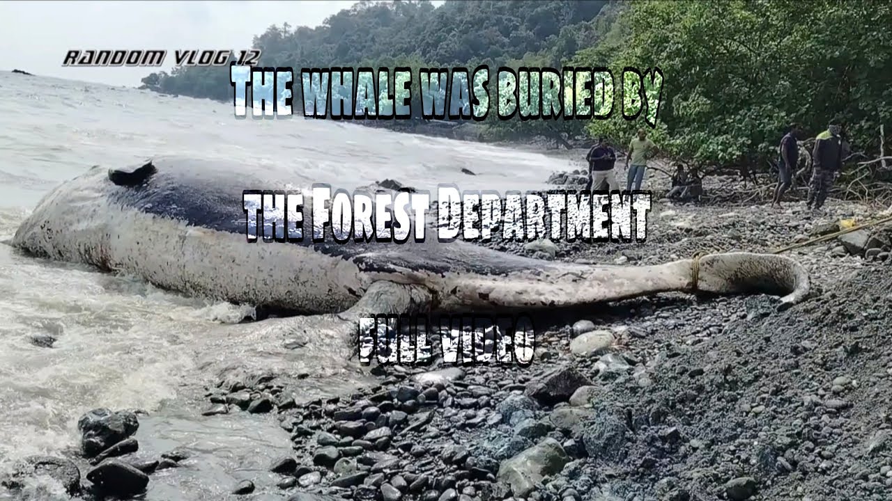 The whale was buried by the Forest Department (Full Video) - YouTube