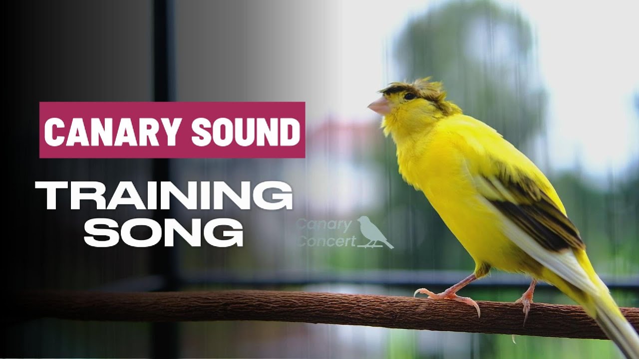 Canary 's most powerful song for training | The soothing sound of ...