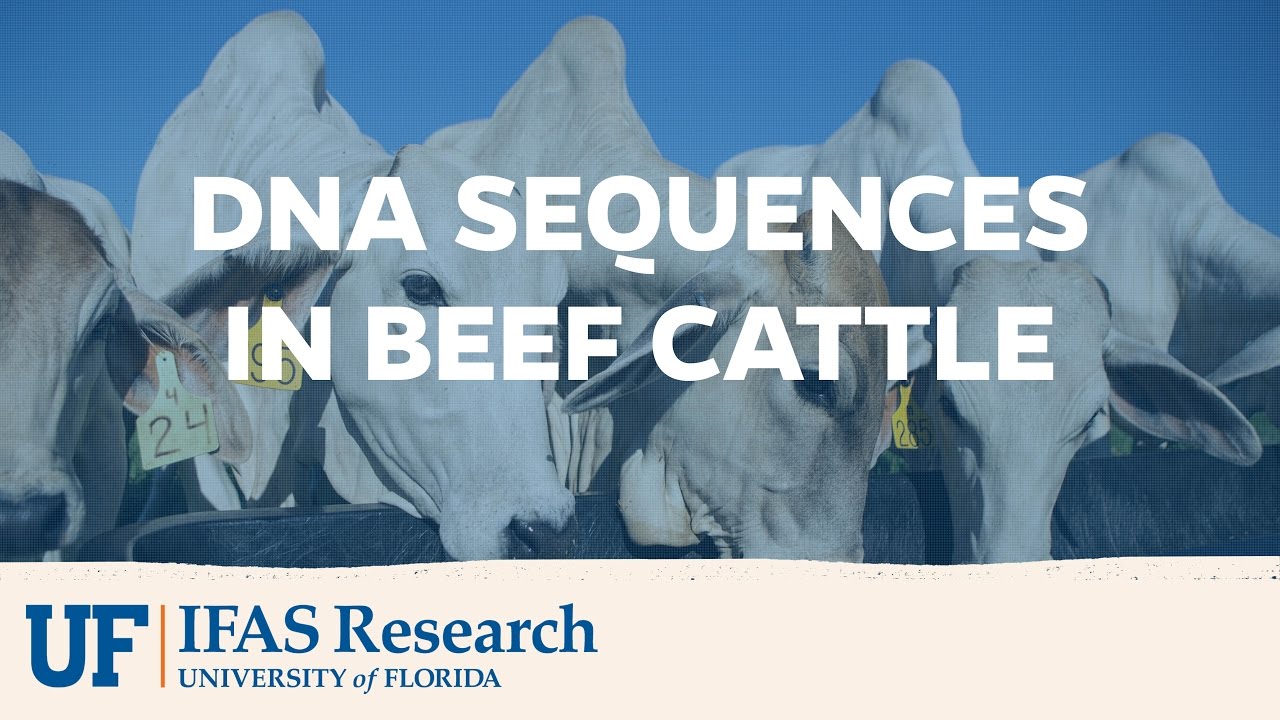 UF/IFAS Research | DNA Sequences in Beef Cattle - YouTube