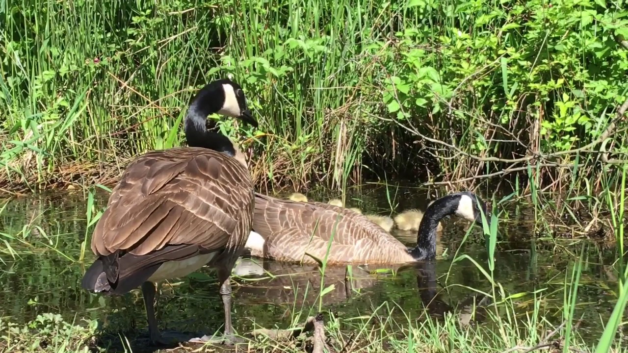 Herding geese - YouTube