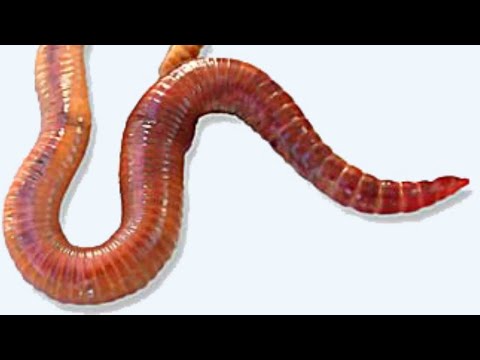 Fastest Worm (Animation) - YouTube