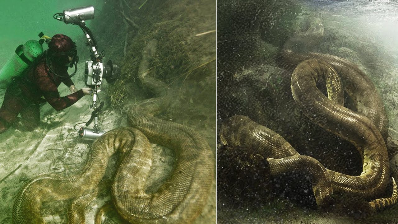 10 Scariest Creatures Found In Rivers - YouTube