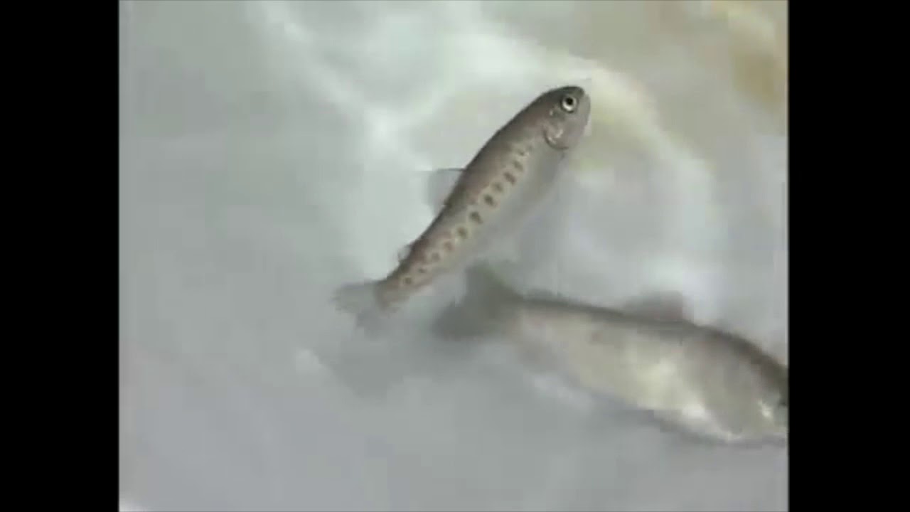 Infectious Hematopoeitic Necrosis (IHN) - viral diseases in trout ...