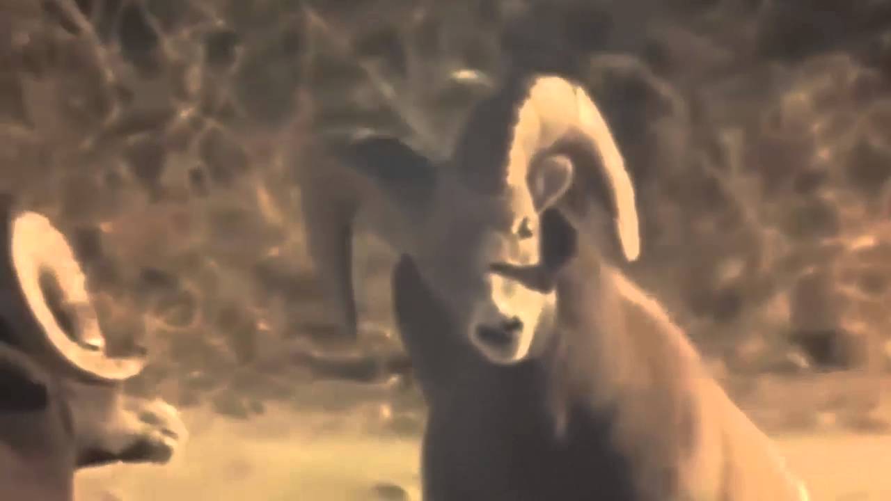 Mountain Goat vs Mountain Goat | Animal Fight - YouTube