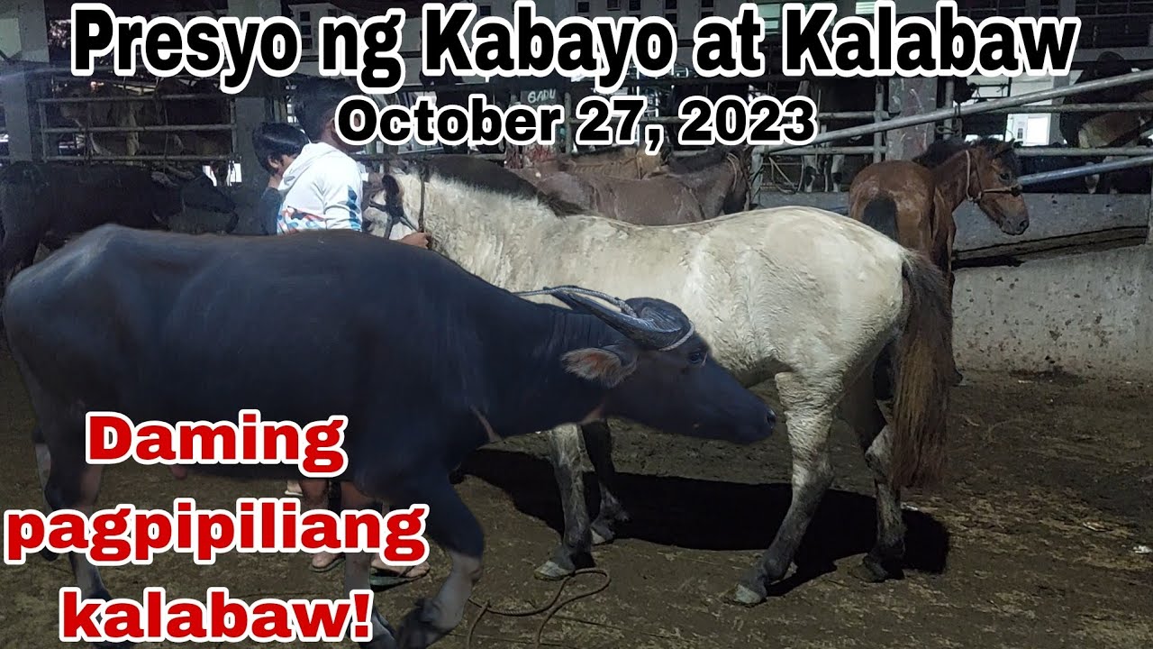 UPDATED! | Presyo ng Kalabaw at Kabayo sa Padre Garcia Batangas - YouTube