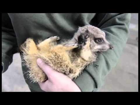 Suricata riendo ;) - YouTube