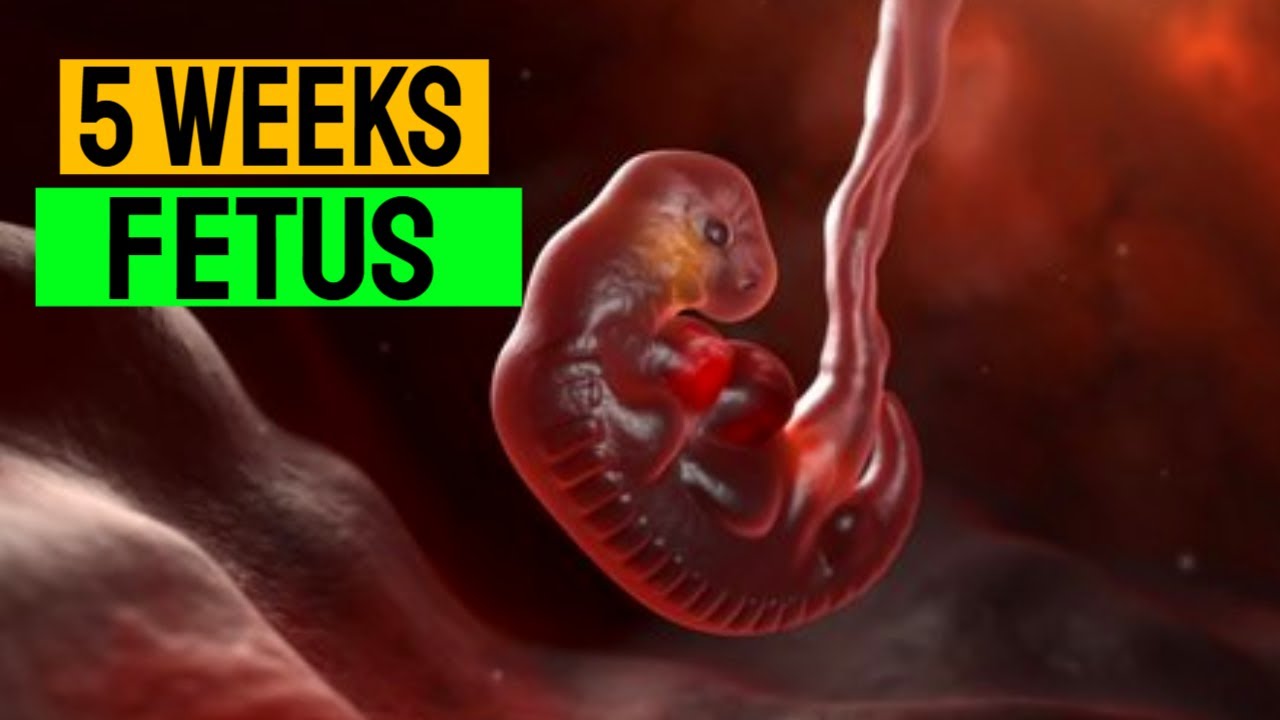 Your Fifth Week of Pregnancy: Baby's Growth and Development | Symptoms ...