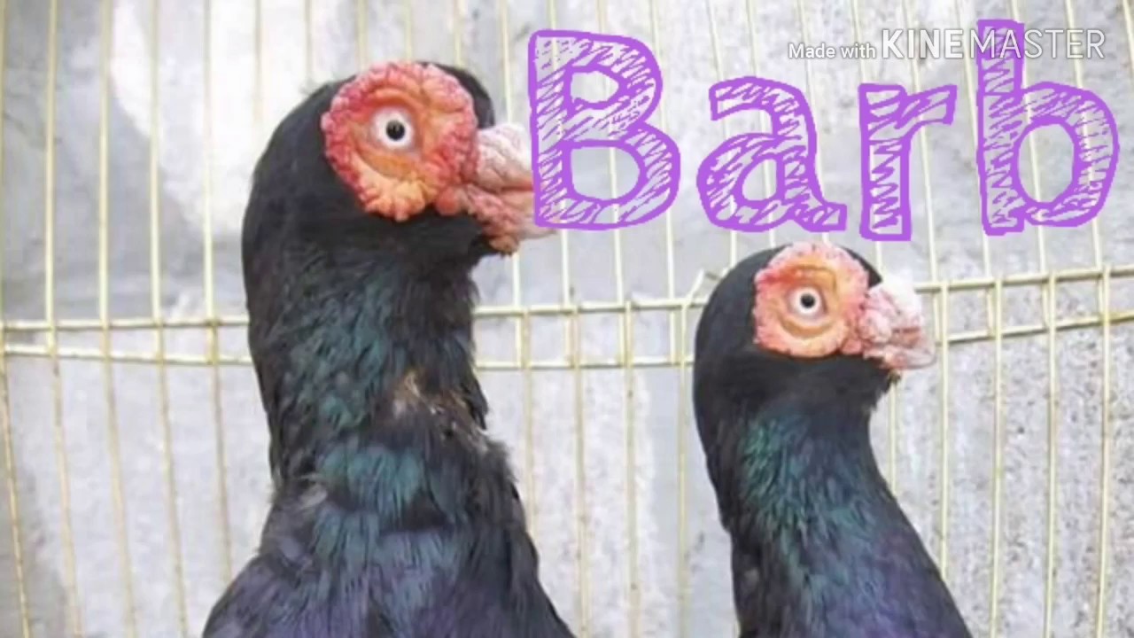 Barb Pigeon//Pigeon variety - YouTube