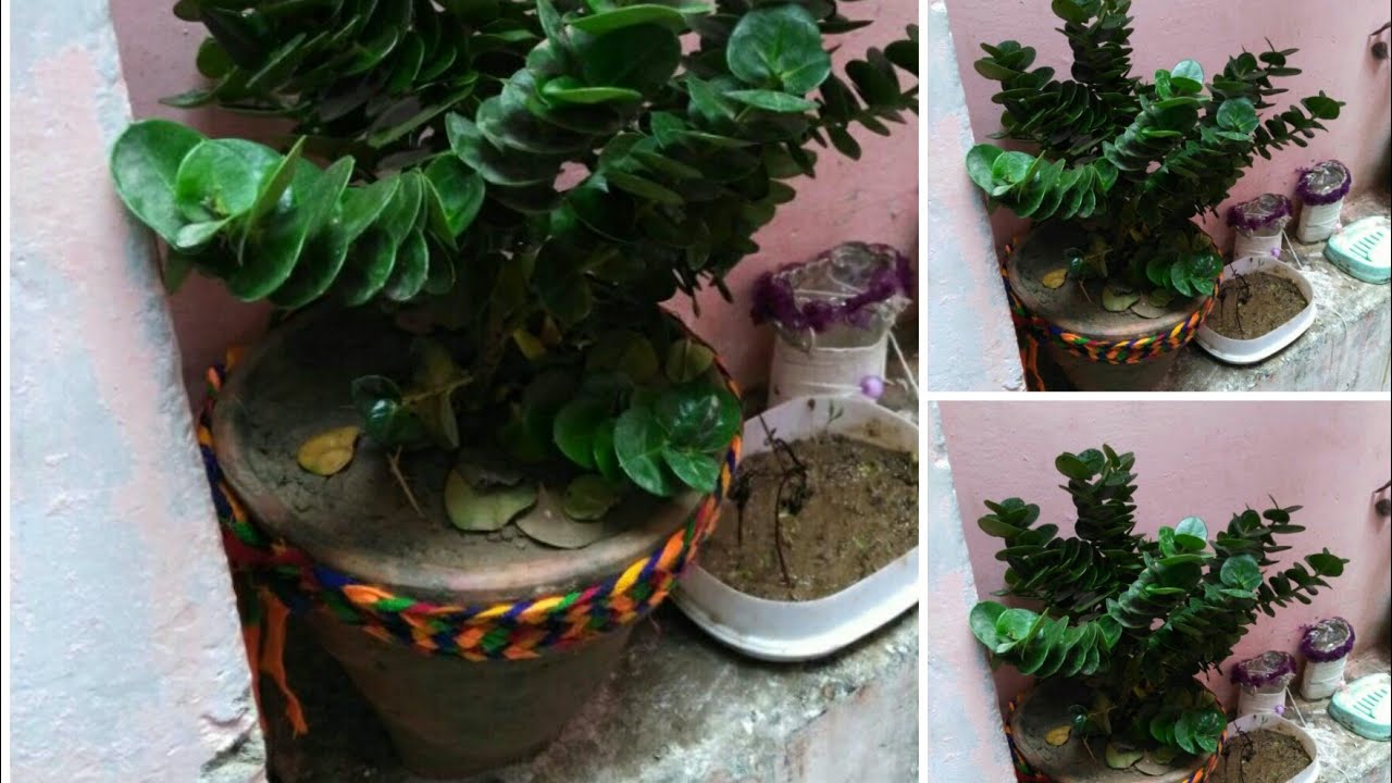 Update my karonda Plant || bhar new growth || carissa (Urdu/Hindi ...