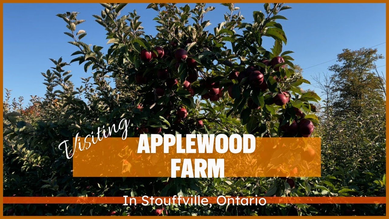 Visiting Applewood Farm In The Fall! Apple Trees, Pumpkins, Corn Stalks ...