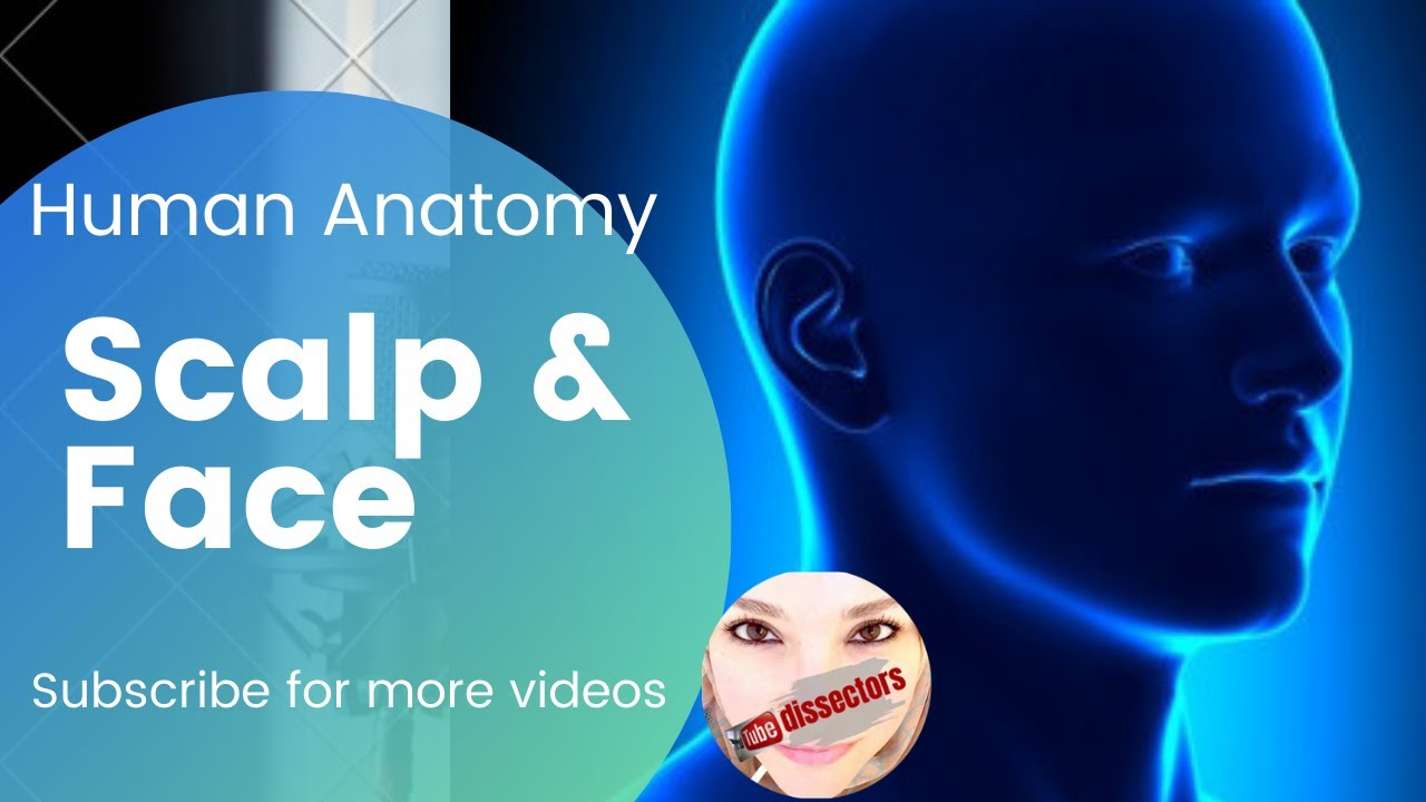 Human Anatomy - Head & Neck - Blood Supply of Scalp and Face - YouTube