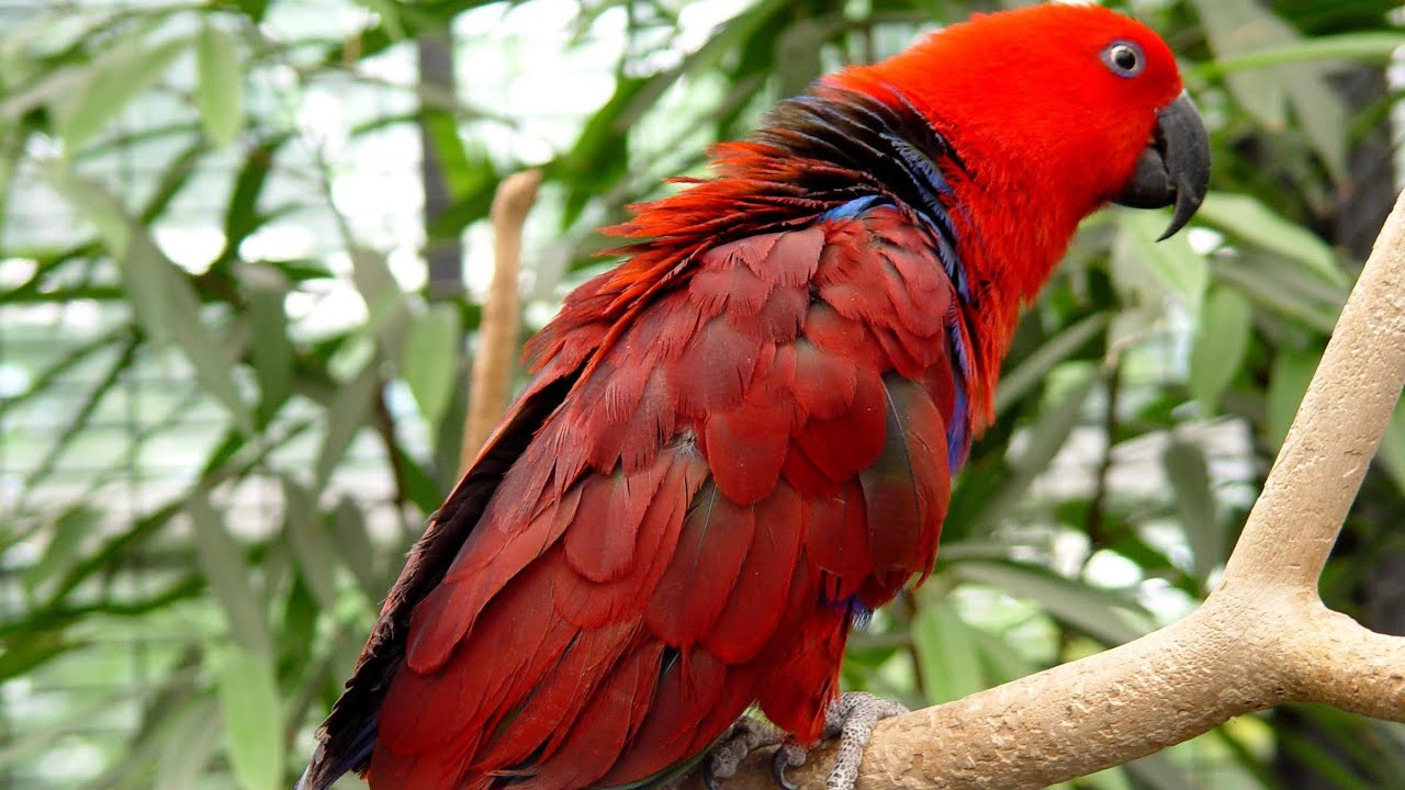 Beautiful Australian Parrots|| Colourful Parrots|| Beautiful Nature ...