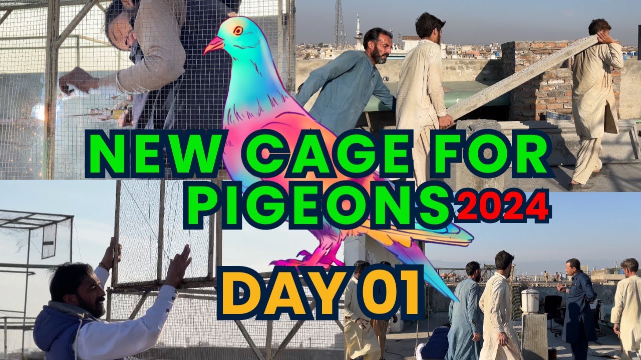 New Cage For Pigeons 2024 | Dhoke Ratta Pigeon Club - YouTube