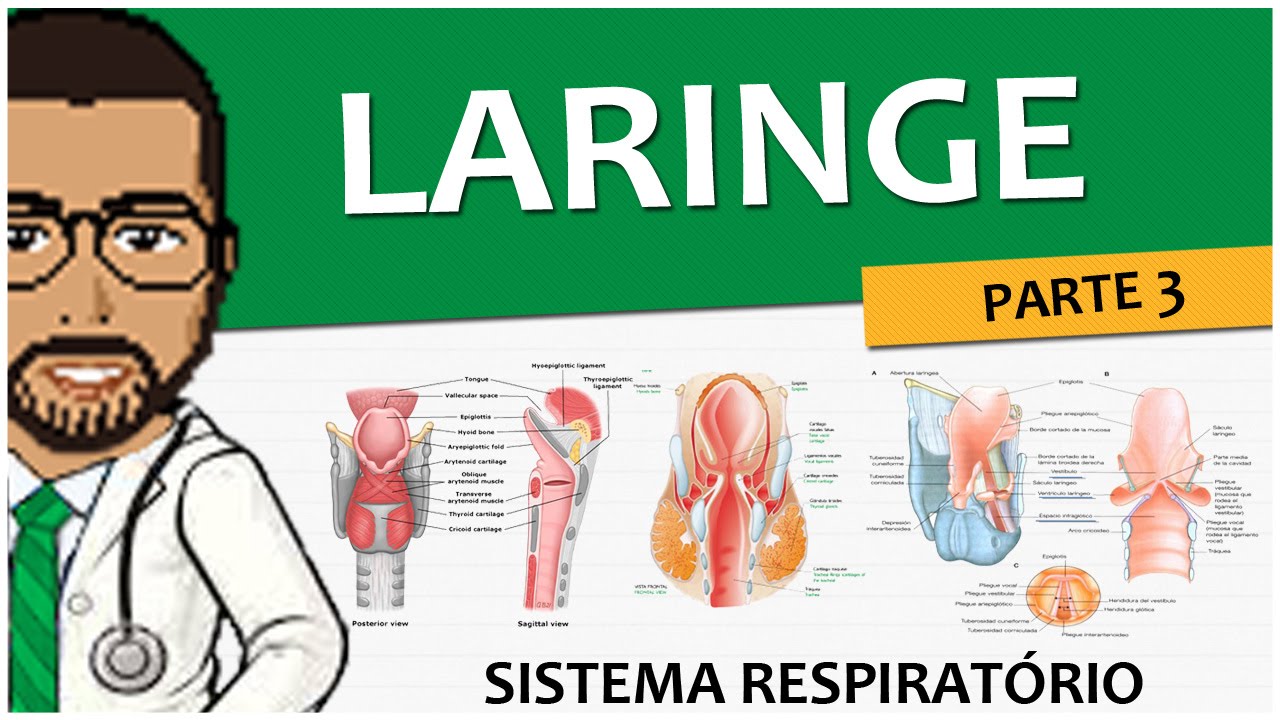 Histologia Do Ventriculo Laringeo