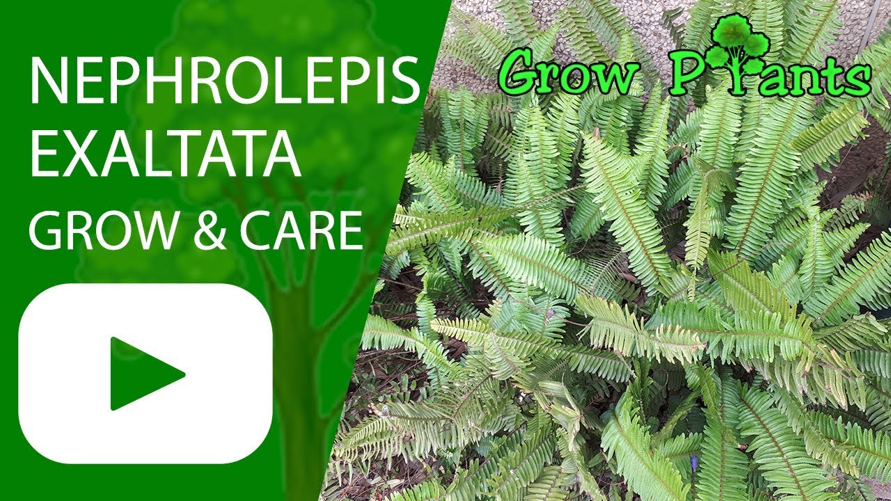 Nephrolepis exaltata - grow & care - YouTube