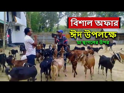 ঈদ অফার চলছে ব্লাক বেঙ্গল ও ক্রস ছাগলের উপর হেবুলের খামারে। goat price ...