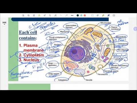 Cytology (Lecture 1 part 1) cell + cell membrane [sphinx University] - YouTube