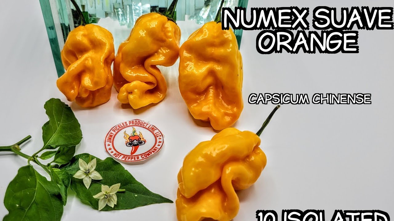 Numex Suave Orange - YouTube