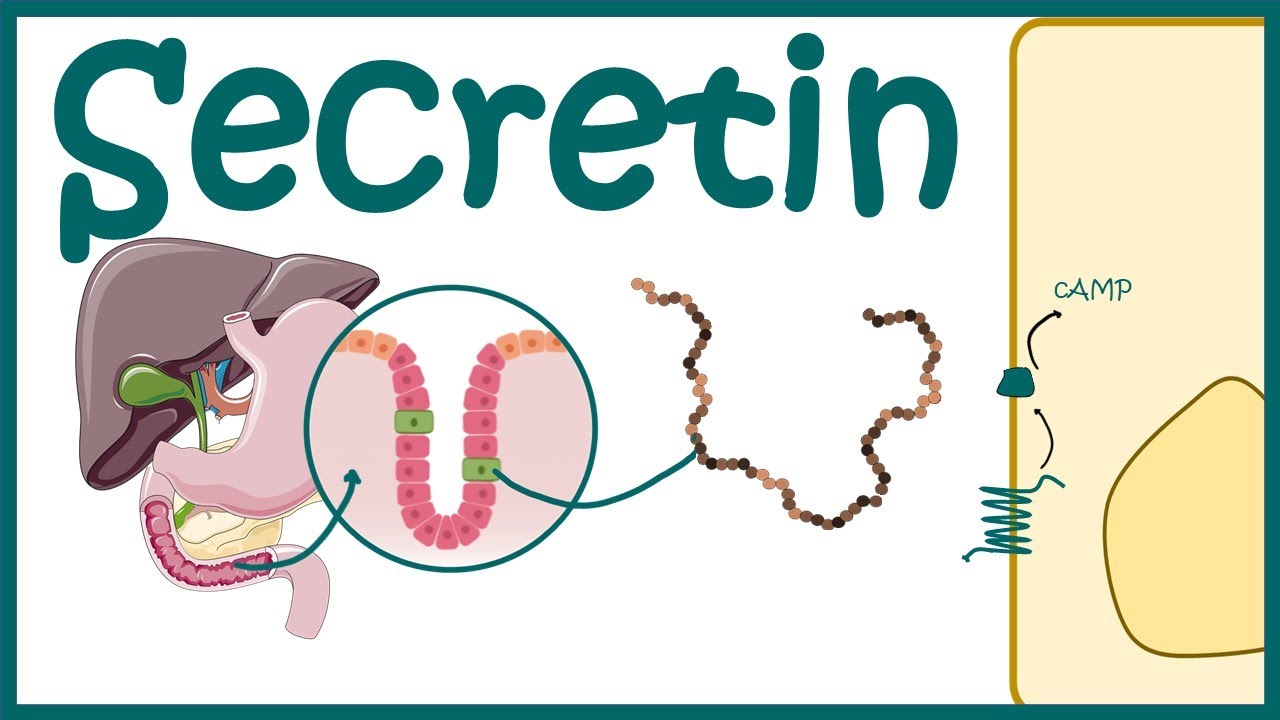 Secretin || Production,discovery and mode of action - YouTube