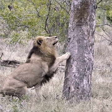 The Hidden Lives of Africa's Most Notorious Animals - YouTube