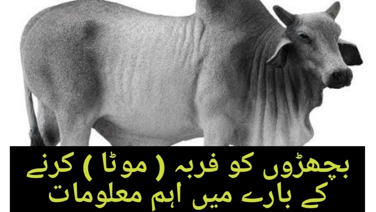 Calf Fattening In Urdu Hindi YouTube calf-fattening-in-urdu-hindi-youtube
