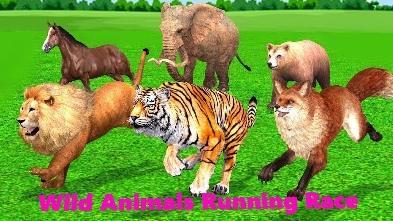 Forest Animals Running Race Game in Forest | Funny Animals Comedy ...