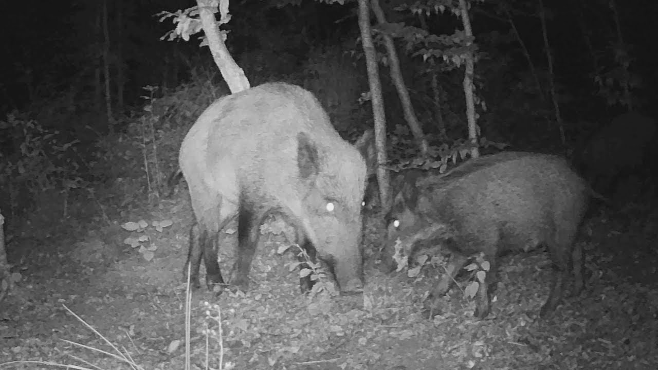 🐗 Family of Wild Boars Caught on Trail Camera 🎥 #trailcam #boar - YouTube
