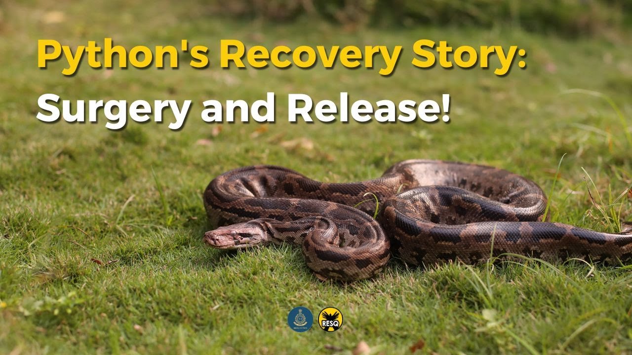 "Resilience in the Wild: From Swallowing a Metal Wire to Soaring Free ...