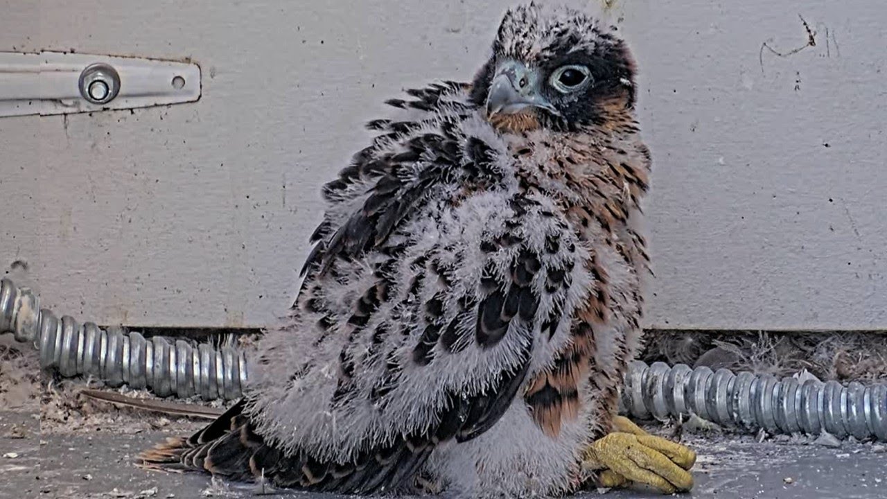 San Jose CH Falcons🪽 Chico Scales the East Ledge 🪜 Yikes! 😬👏2025 May 21 ...