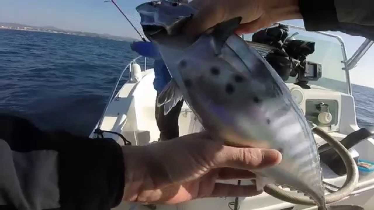 Pêche en mer méditerranée. Bonite, Thonine, Pélamide. Pêche sur chasses ...