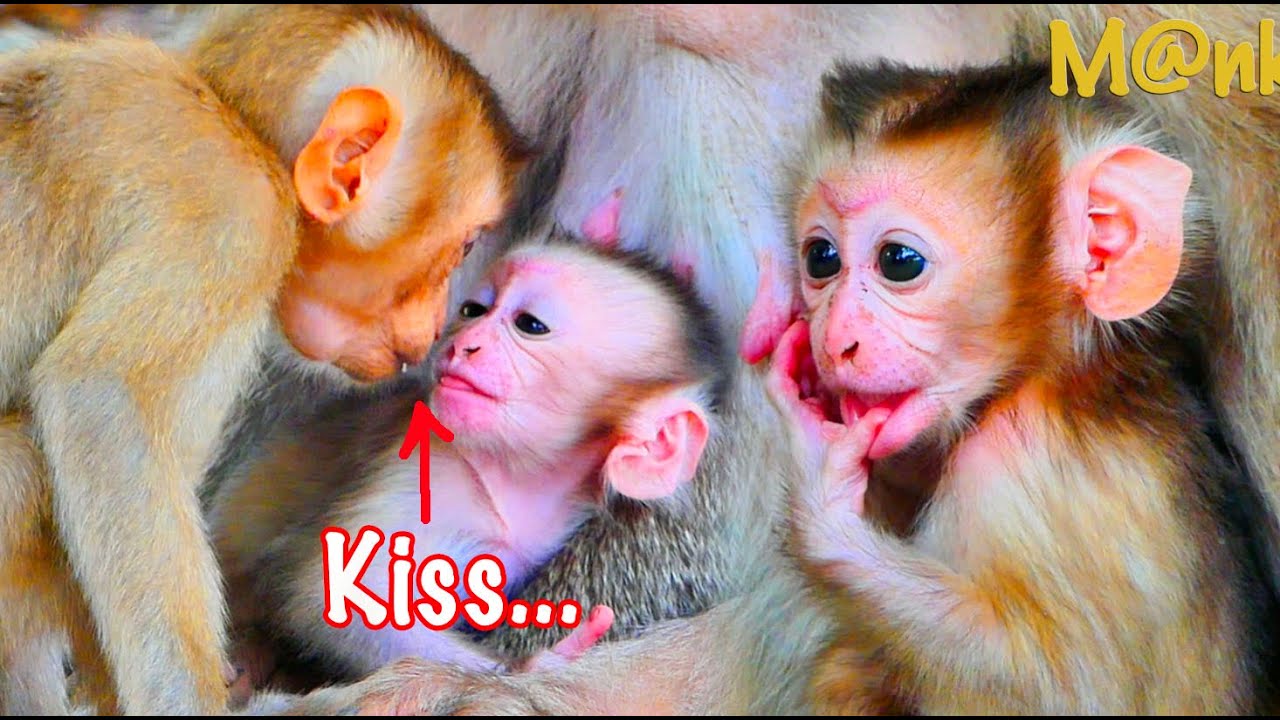Amazing..! Tiny monkey Mily is kissing her Anut baby newborn Jury ...