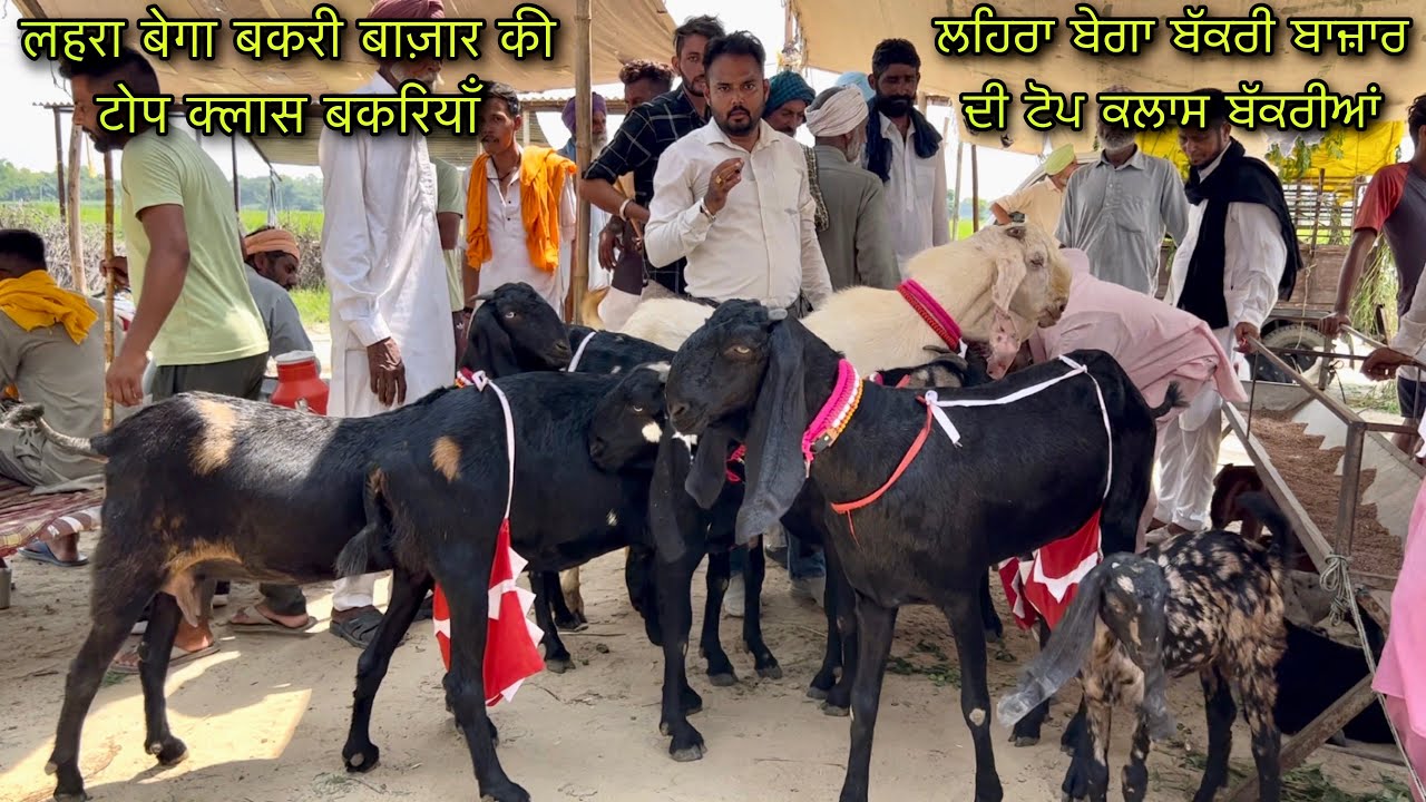लहरा बेगा बकरी बाज़ार की टोप क्लास बकरियाँ @farmingbaba lehra Bega ...