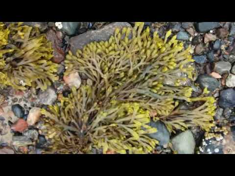 Life Cycle Laminaria And Fucus Brown Algae