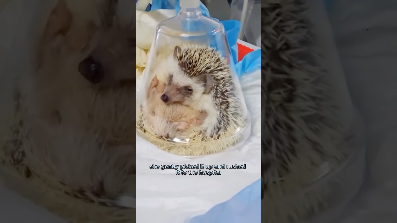 A pregnant hedgehog was hit by a car.#animals #hedgehog #cute #rescue # ...